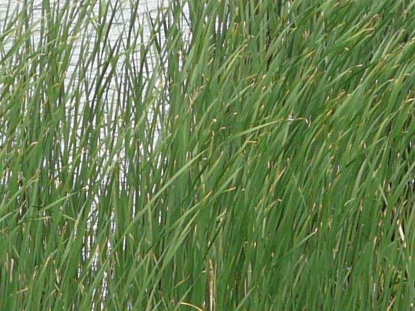 tall grass texture 0041 - Texturelib